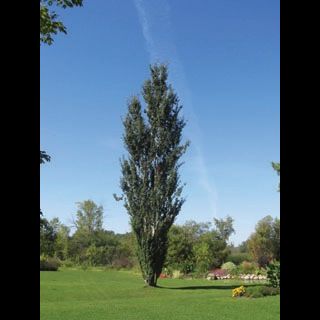 Swedish Columnar Aspen | Grow North Gardens