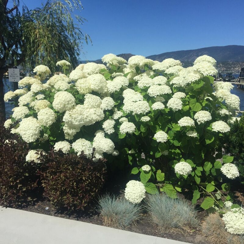 Annabelle Hydrangea | Grow North Gardens