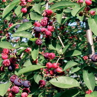 Northline Saskatoon | Grow North Gardens